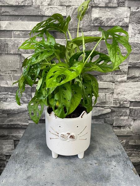 Monstera plant in cat pot